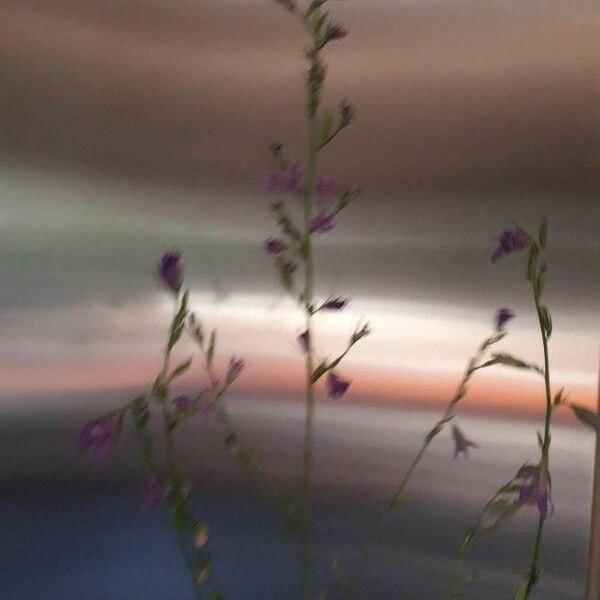 European Sea Lavender (Limonium Duriusculum) Plant Care & How to Grow ...