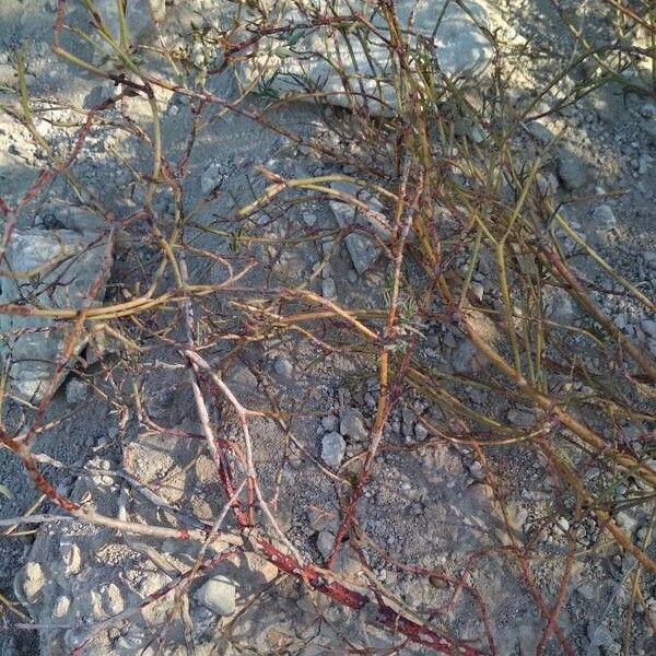 Limonium Echioides Plant Care & How to Grow, Water