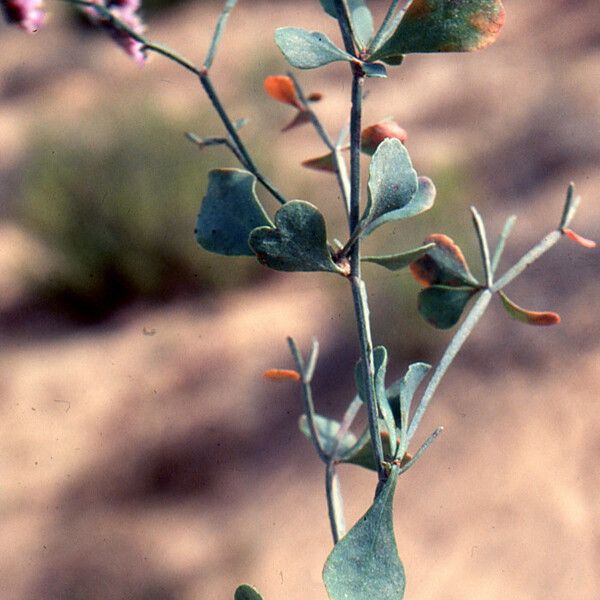 Limonium Fallax Plant Care & How to Grow, Water