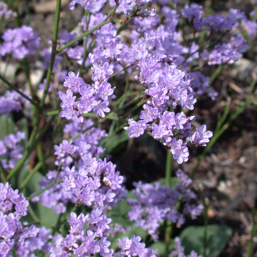 Lax-flowered Sea-lavender (Limonium Humile) Plant Care & How to Grow, Water