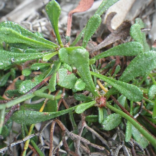 Limonium Lambinonii Care Guide: Water, Soil & Propagation - Plantiary
