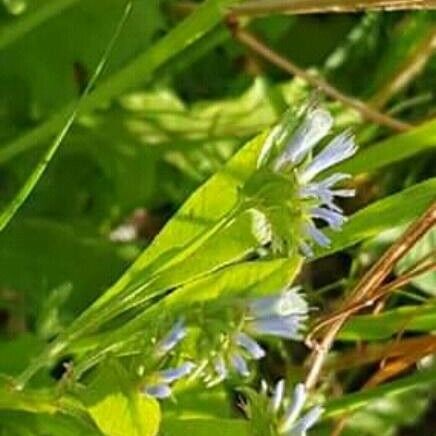 Winged Sea-Lavender (Limonium Lobatum) Care Guide: Water, Soil ...
