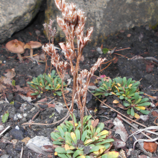 Limonium Minutum Plant Care & How to Grow, Water