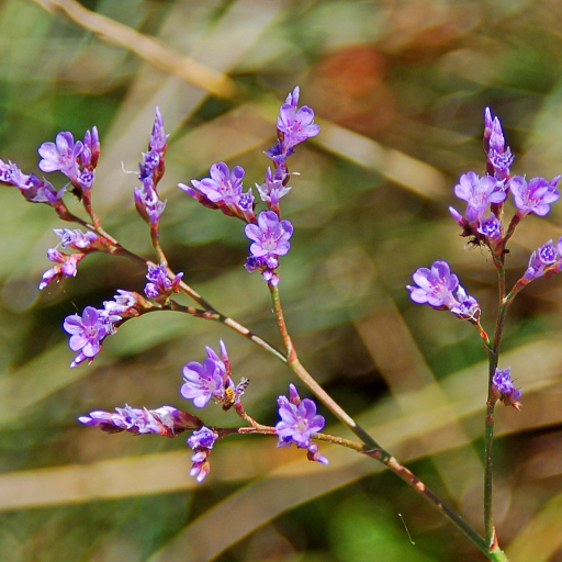 Common Sea Lavender (Limonium Narbonense) Plant Care & How to Grow, Water