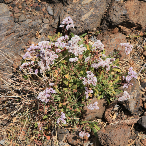 Limonium Pectinatum Plant Care & How to Grow, Water