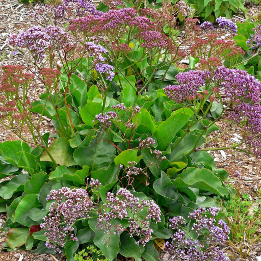 Perez's Sea Lavender (Limonium Perezii) Plant Care & How to Grow, Water
