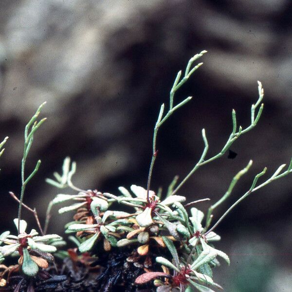 Limonium Pseudominutum Plant Care & How to Grow, Water