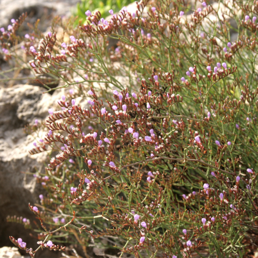 Algerian Sea-Lavender (Limonium Ramosissimum) Plant Care & How to Grow ...