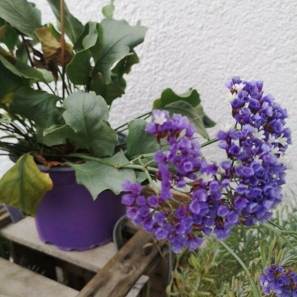 Sea Lavender (Limonium Sventenii) Plant Care & How to Grow, Water