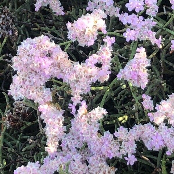 Limonium Tuberculatum Plant Care & How to Grow, Water