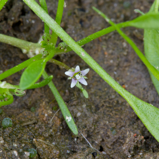 Mudwort (Limosella Aquatica) Plant Care & How to Grow, Water