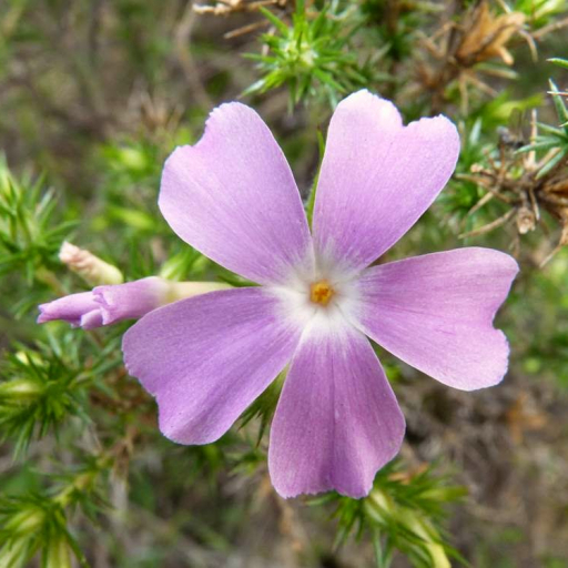 Hepatica (Hepatica Nobilis) Plant Care & How to Grow, Water