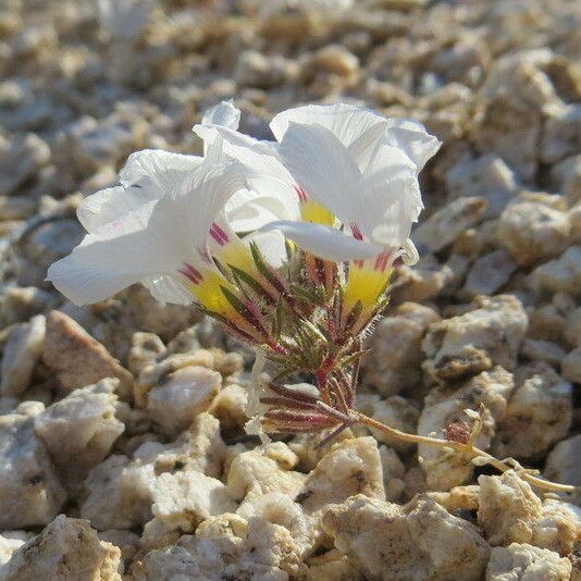 San Gabriel Linanthus (Linanthus Concinnus) Plant Care & How to Grow, Water