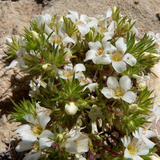 Desertsnow (Linanthus Demissus) Plant Care & How to Grow, Water