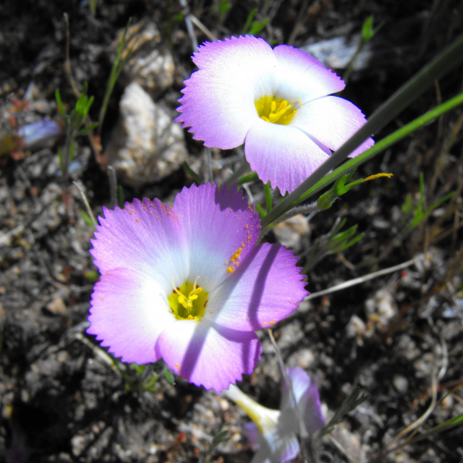 Fringed Linanthus (Linanthus Dianthiflorus) Plant Care & How to Grow, Water