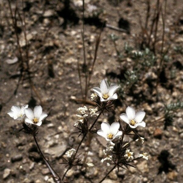 Baldwin Lake Linanthus (Linanthus Killipii) Plant Care & How to Grow, Water