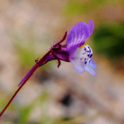 Linaria Algarviana Plant Care & How to Grow, Water