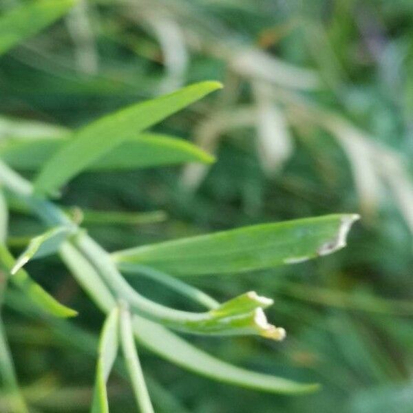 Italian Toadflax (Linaria Angustissima) Plant Care & How to Grow, Water