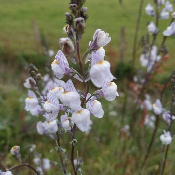 Corn Toadflax (Linaria Arvensis) Plant Care & How to Grow, Water