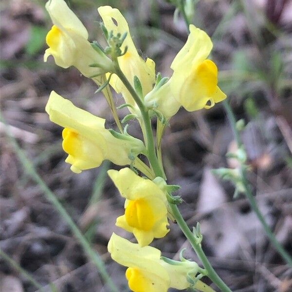 Linaria Caesia Care Guide: Water, Soil & Propagation - Plantiary