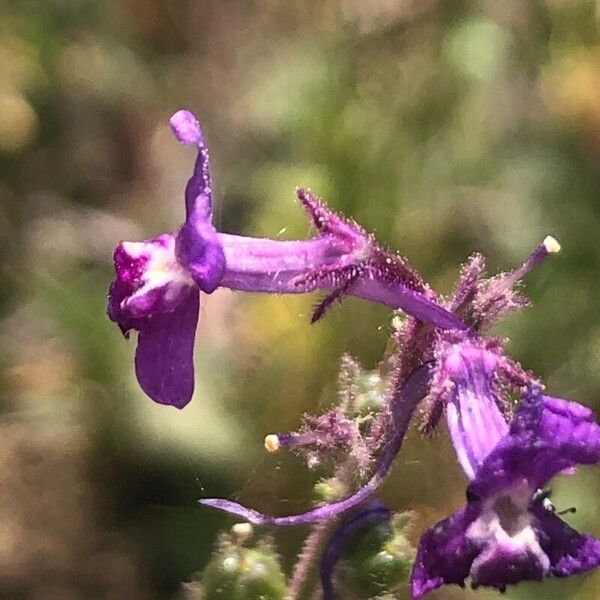 Linaria Elegans Plant Care & How to Grow, Water