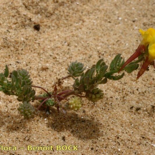 Linaria Ficalhoana Care Guide: Water, Soil & Propagation - Plantiary