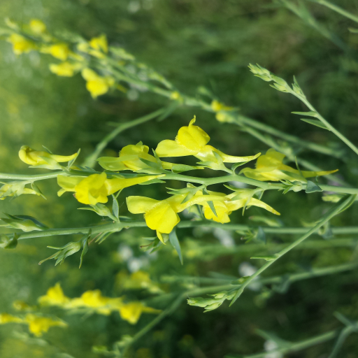 Toadflax (Linaria Genistifolia) Plant Care & How to Grow, Water