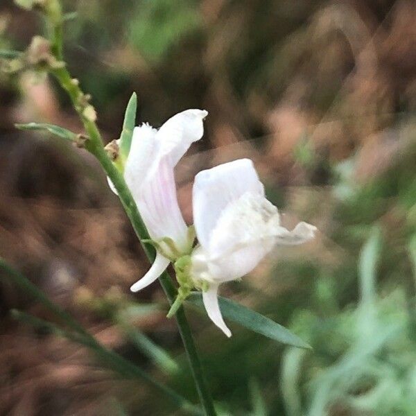 Linaria Nivea Plant Care & How to Grow, Water