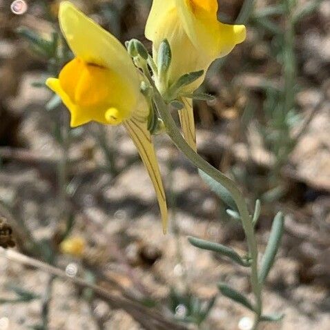 Linaria Polygalifolia Plant Care & How to Grow, Water