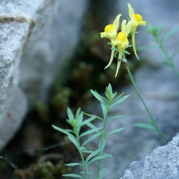 Linaria Propinqua Plant Care & How to Grow, Water