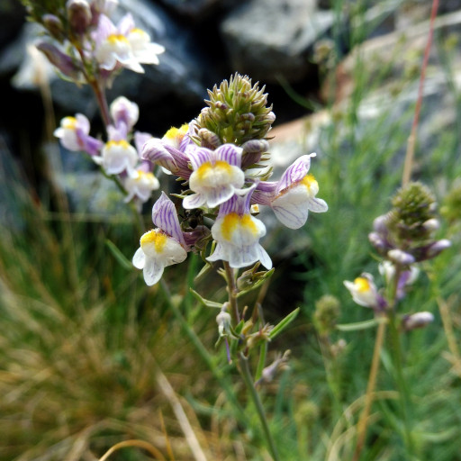 Pale Toadflax (Linaria Repens) Plant Care & How to Grow, Water