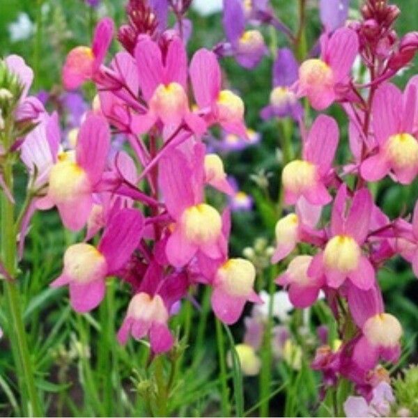 Linaria Ricardoi Plant Care & How to Grow, Water