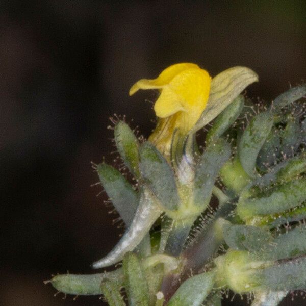 Simple Toadflax (Linaria Simplex) Plant Care & How to Grow, Water