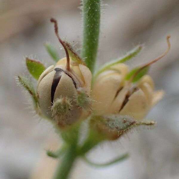 Lesser Butter-And-Eggs (Linaria Supina) Plant Care & How to Grow, Water