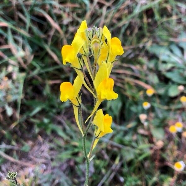 Linaria Viscosa Plant Care & How to Grow, Water