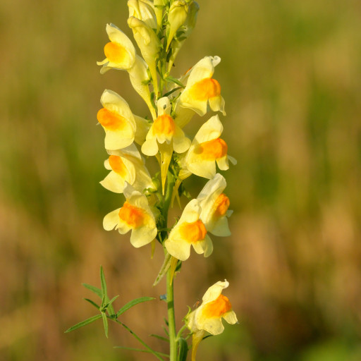 Butter-And-Eggs (Linaria Vulgaris) Plant Care & How to Grow, Water