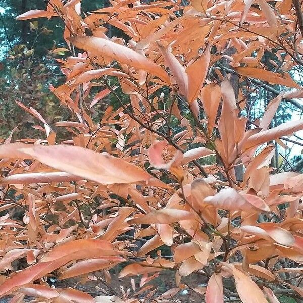 Lindera Angustifolia Plant Care & How to Grow, Water