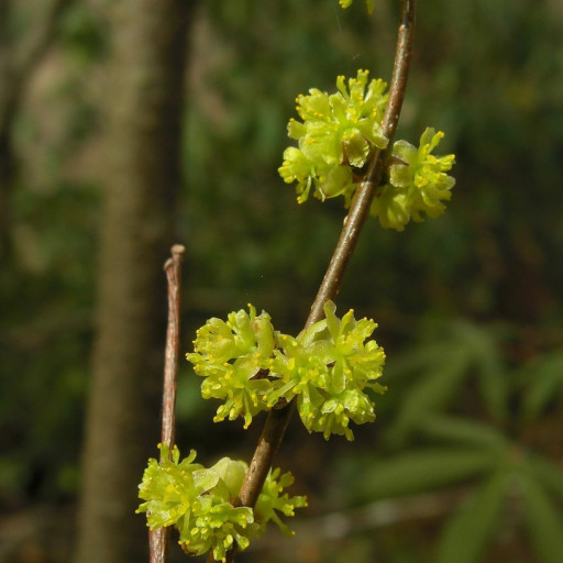 Northern Spicebush (Lindera Benzoin) Plant Care & How to Grow, Water