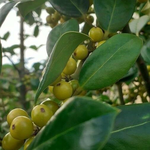 Chinese Spice Bush (Lindera Communis) Plant Care & How to Grow, Water