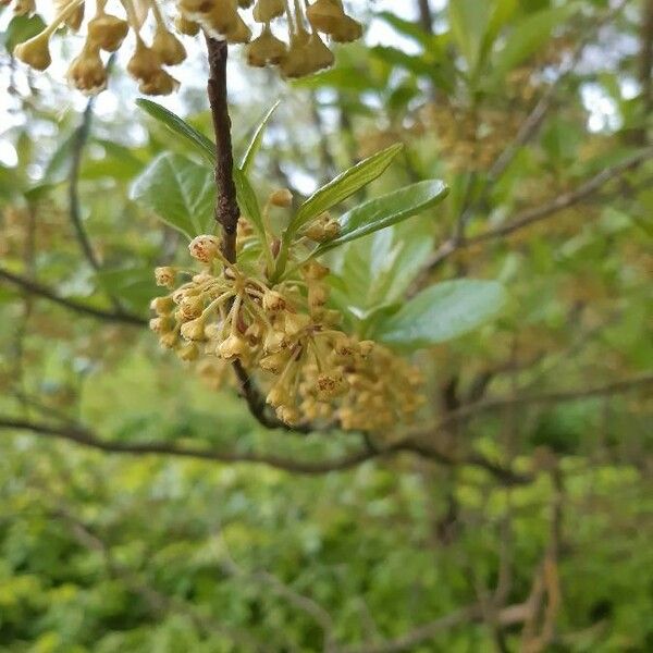 Red-Fruit Spicebush (Lindera Erythrocarpa) Plant Care & How to Grow, Water