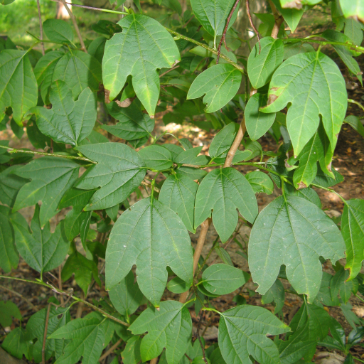 Japanese Spicebush (Lindera Triloba) Plant Care & How to Grow, Water