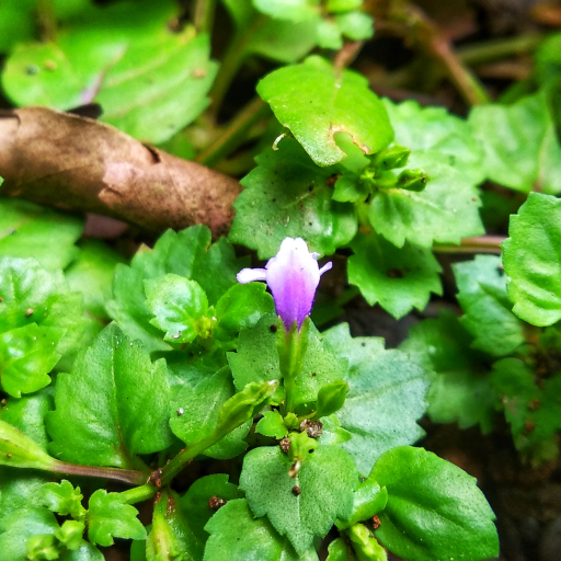Malaysian False Pimpernel (Lindernia Crustacea) Plant Care & How to ...