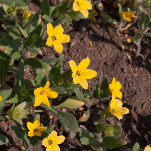 Texas Yellow-Star (Lindheimera Texana) Plant Care & How to Grow, Water