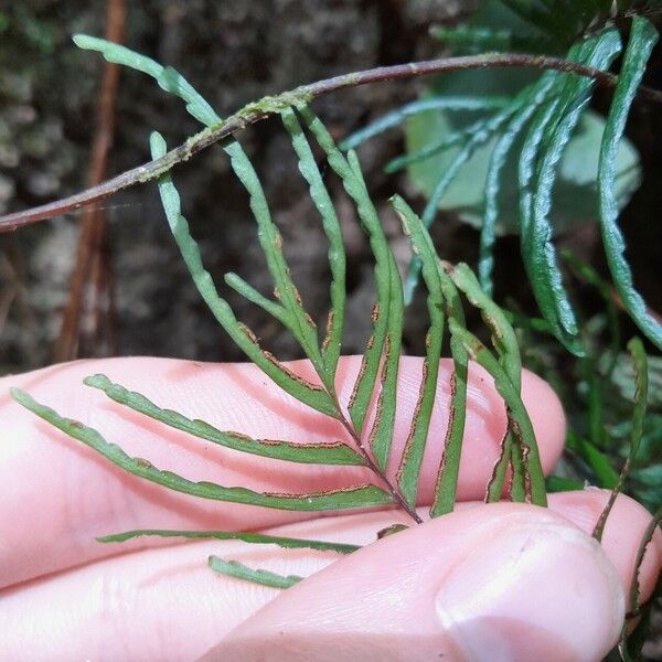 Lindsaea Dubia Plant Care & How to Grow, Water