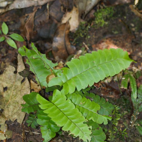 Lindsaea Falcata Plant Care & How to Grow, Water