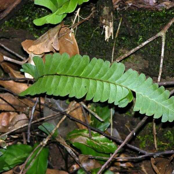 Woodland Necklace Fern (Lindsaea Lancea) Plant Care & How to Grow, Water