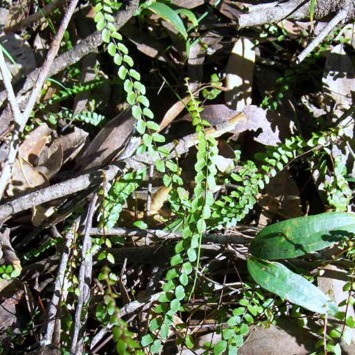 Screw Fern (Lindsaea Linearis) Plant Care & How to Grow, Water