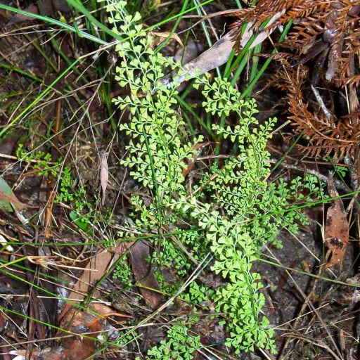 Lacy Wedge Fern (Lindsaea Microphylla) Plant Care & How to Grow, Water