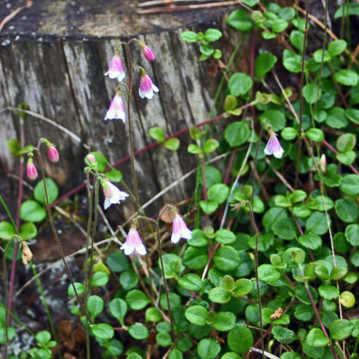 Longtube Twinflower (Linnaea Borealis) Plant Care & How to Grow, Water