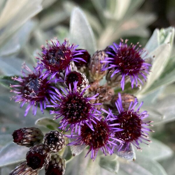 Linochilus Schultzii Plant Care & How to Grow, Water